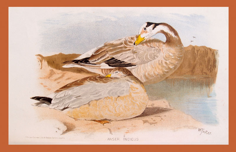 stampa antica oca indiana