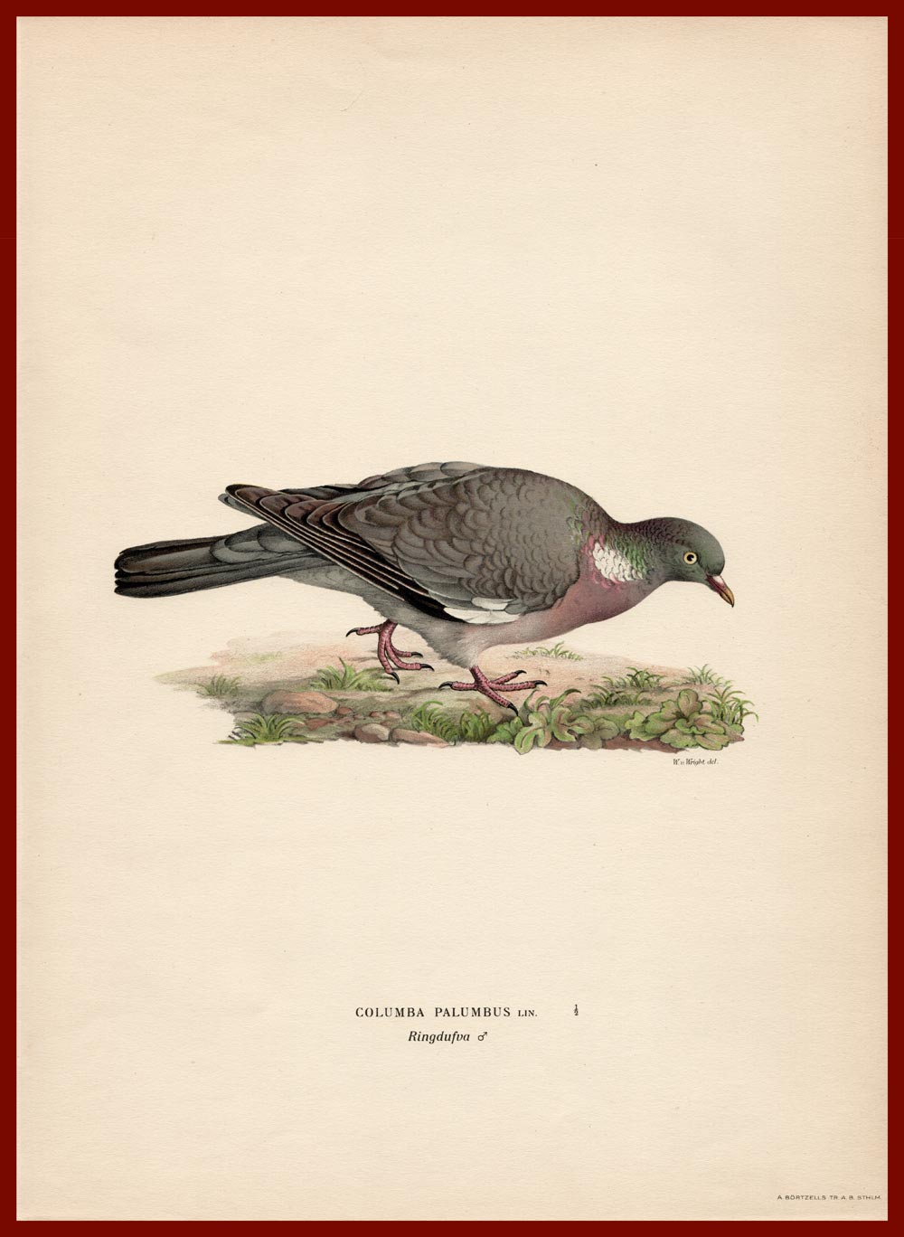 stampa antica colombaccio wright